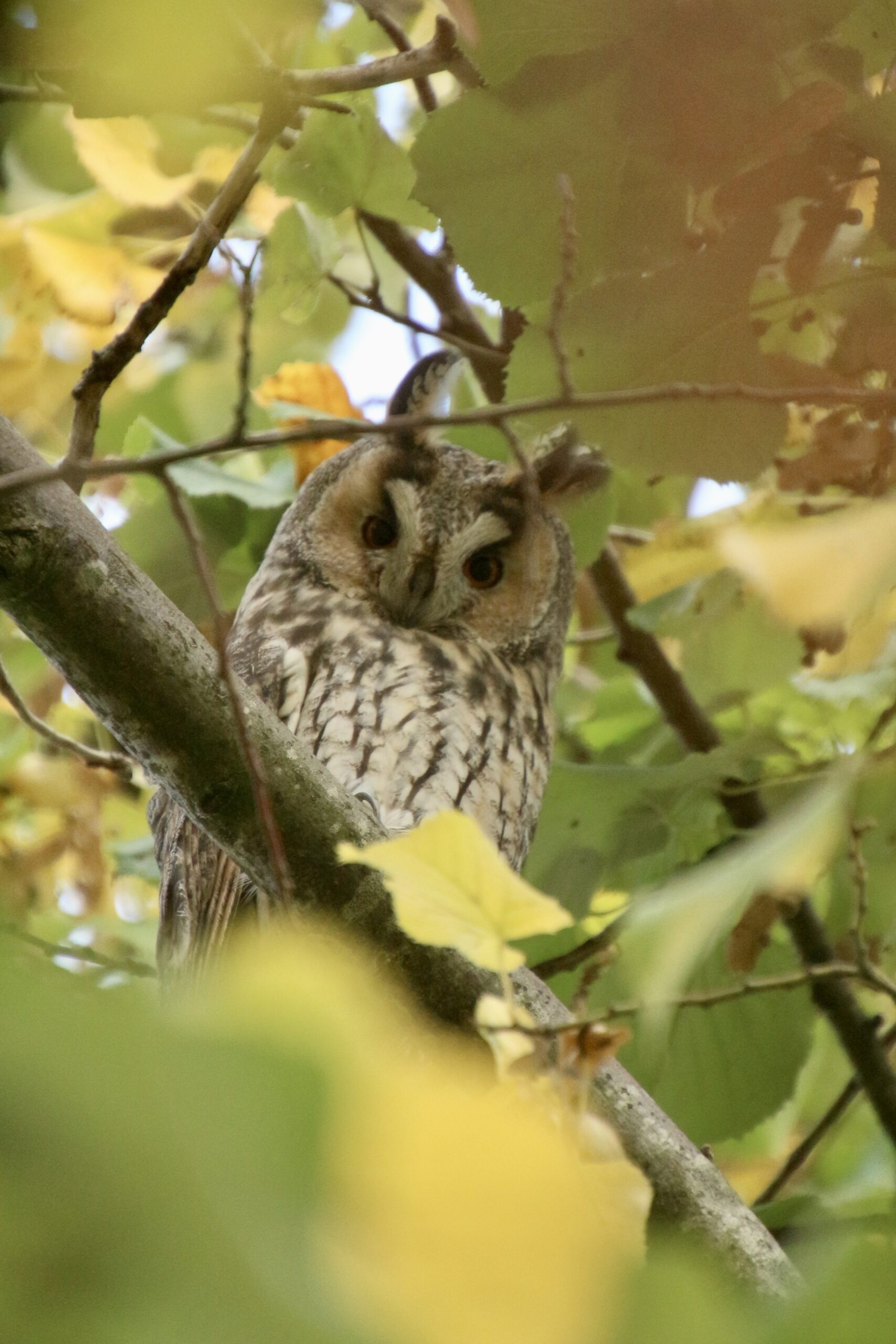 Long-eared owl – Ransuil (Asio Otus) – Rick van Lieshout